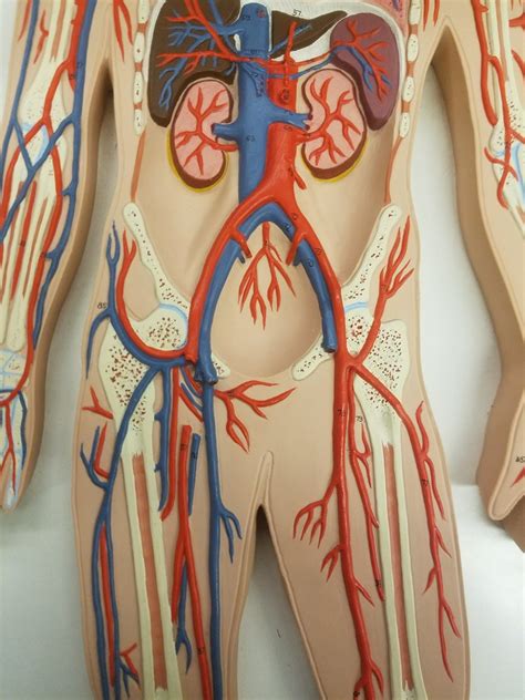 Flat Man Model 3 Diagram Quizlet