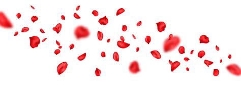 빨간 장미 꽃잎 파도 흰색 배경에 날아다니는 꽃 부분 봄 꽃 프레임입니다 발렌타인 데이 로맨틱 카드 행복한 여자 어머니의 날