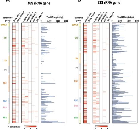 Comprehensive Analysis Of Insertion Sequences W