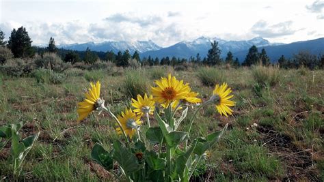 Powell County Powell County Montana Invasive Plants