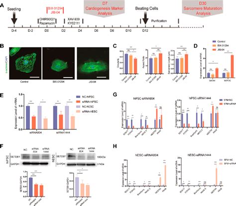 Potent Effect On Mesoderm Differentiation Of 5pm Surface Was Reversed Download Scientific