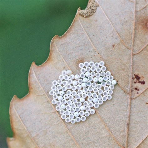 How To Identify Insect Eggs