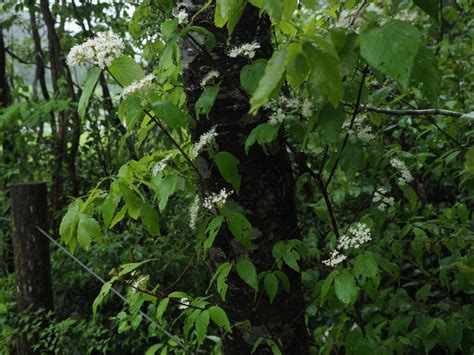 ガマズミ 山野草の写真帳