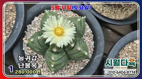 5월 11일토요일👍선인장영상💕구독👍좋아요💕응원 감사합니다😍💕 Youtube 5월 11일토요일👍선인장영상💕구독👍좋아요💕응원 감사합니다😍💕 Youtube