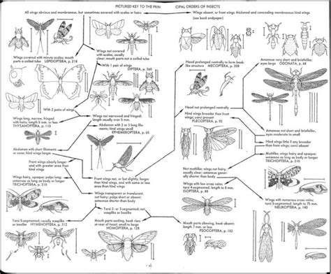 Ppt Dichotomous Keys Powerpoint Presentation Free Download Id