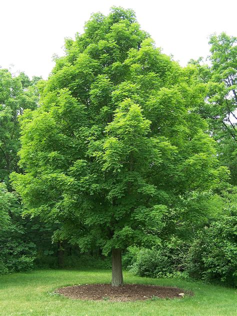 Acer Saccharum Wikipedia