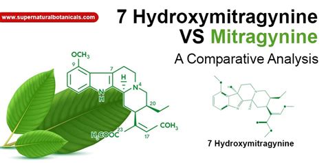 How Much Mitragynine Content Is In Kratom Read Details Here