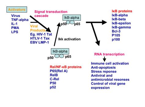 Illustration Of The Relnf κb Pathway In Response To Stimuli Such As