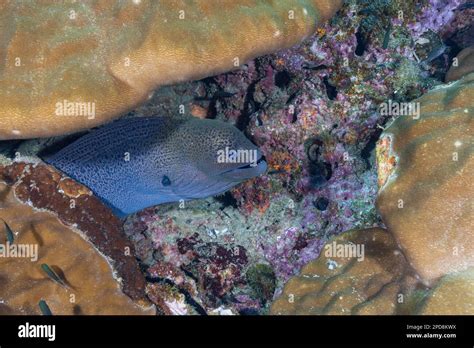 A Moray Eel Peeping From A Rock Crevice Covered With Corals Image