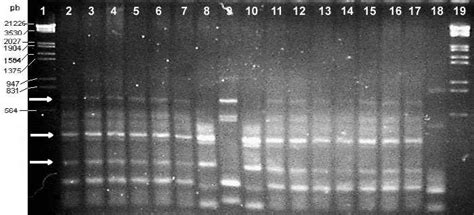 Patrón De Bandeo De Pcr Interdelta Fingerprinting Para Los Híbridos
