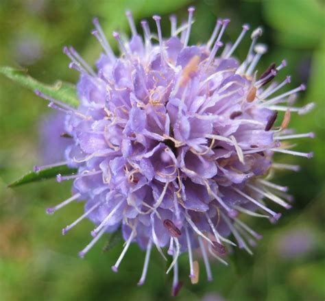 Devils Bit Scabious Succisa Pratensis Shipton Bulbs