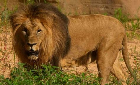 Caracteristicas De Los Leones