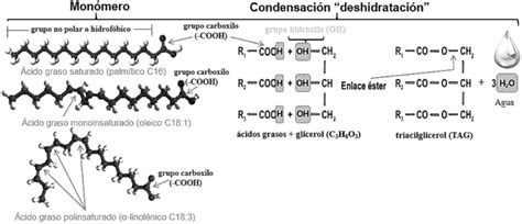 Formación De Triacilglicerol Con Enlace éster Download Scientific Diagram
