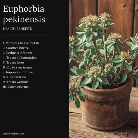 Euphorbia Pekinensis Uses Benefits And Remedies