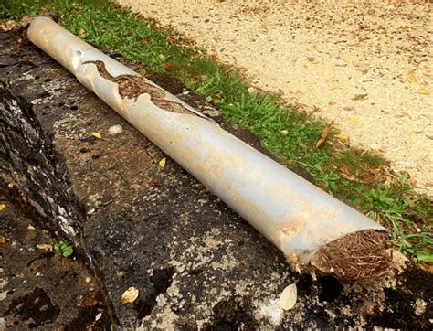 Tree Root Invasion Symptoms Pelican Underground Llc