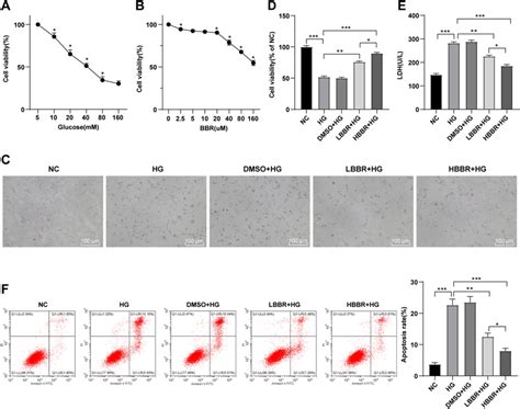 Bbr Improved Pc12 Cell Damage Induced By Hg Different Concentrations