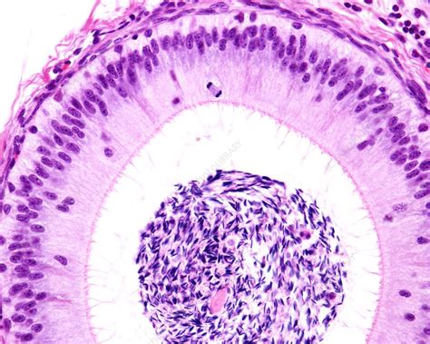 Epididymis Epithelium Light Micrograph Stock Image C047 5689 Science Photo Library