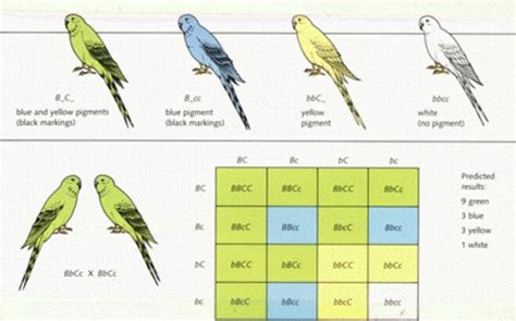 Inheritance In Polygenic Inheritance