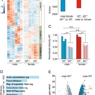 Proteomic Analysis Reveals Sex Specific Differences In WT And Download Scientific Diagram