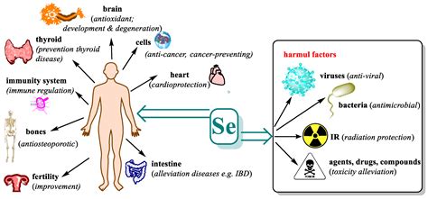 Pharmaceutics Free Full Text Selenium Containing Agents Acting On Pharmaceutics Free Full Text Selenium Containing Agents Acting On