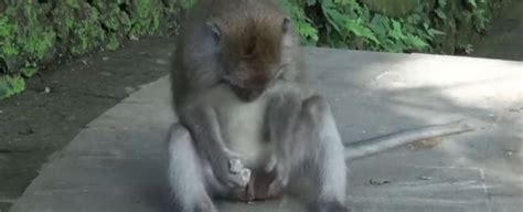 With Babe Else To Do In Bali Monkeys Have Found A Way To Make Sex Toys ScienceAlert