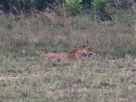 Colorado Releases Additional 15 Wolves The Wildlife Society