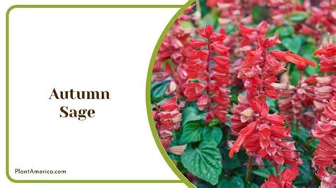 Texas Native Plants For A Beautiful Eco Friendly Yard Plant America