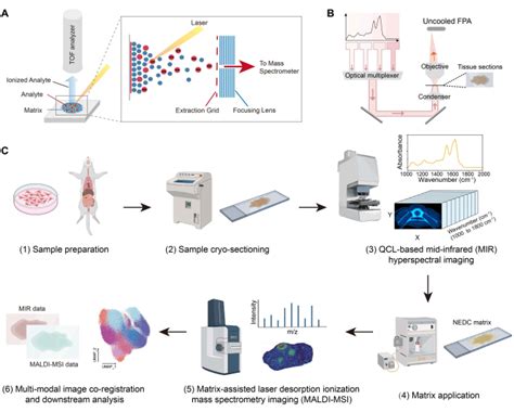 Multi Modal Spatial Metabolomics With Mid Infrared Microscope Guided Mass Spectrometry Imaging