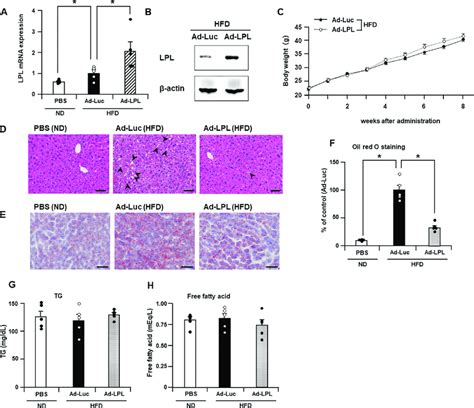 Hepatic Lpl Overexpression Attenuates Lipid Accumulation In High Fat