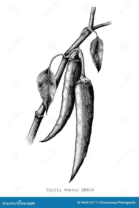 Chilli Hand Drawing Engraving Illustration Black And White Clipart Cartoon Vector