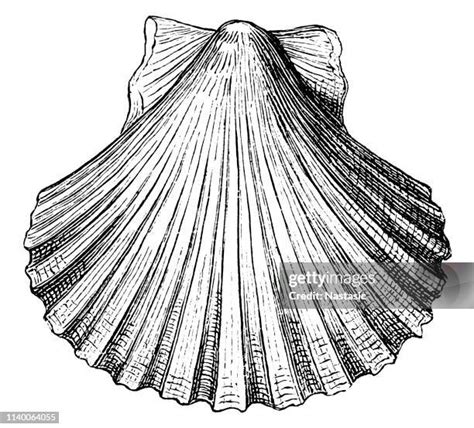 Conch Shell Drawing Photos And Premium High Res Pictures Getty Images