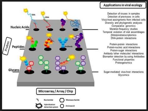 Applications Of Microarray Ppt