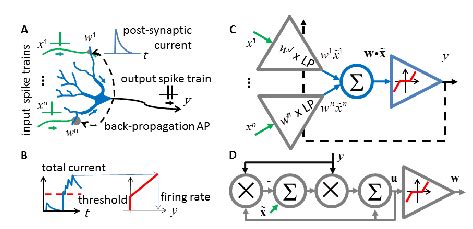 A Neuron As A Signal Processing Device A A Simplified View Of A Download Scientific Diagram