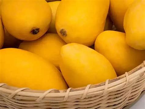 Cha Mango Seed Fresh Garden