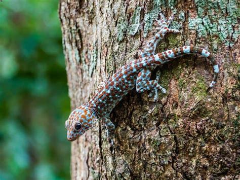 Tokay Gecko Care Size Habitat Lifespan And Diet
