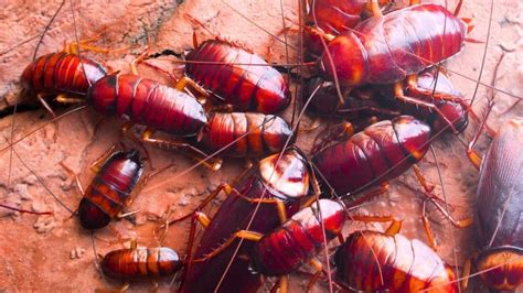 Alerta En Toda España Por La Cucaracha Americana Ya Está Presente En