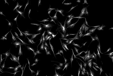 Imaging Modalities Bioimaging Unit 杏吧论坛