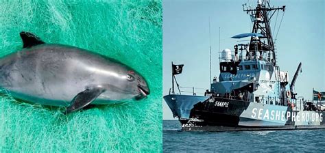 Mexico Teams Up With Sea Shepherd To Cement New Plan To Help Save The