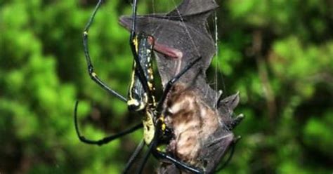 There Is A Spider That Eats Bats Fucking Eats Bats Album On Imgur