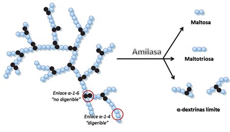 Amilasa On Emaze