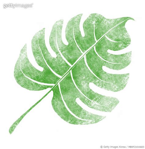 Mbrf21016603 게티이미지코리아 몬스테라식물잎사귀잎손그림느낌질감야자나무 Royalty Free 이미지