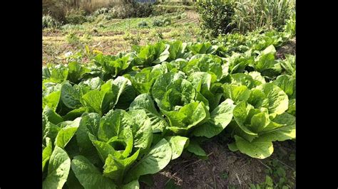蘿蔓的種植和營養讓你認識更多綠色生活的可能性 YouTube