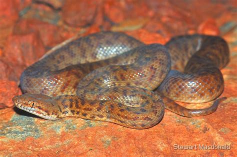 Pygmy Python By Stewart Macdonald Redbubble