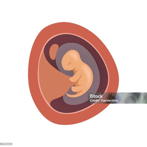 자 궁 1 달 흰색 배경에 배아 개발 벡터 일러스트 레이 션의 단계 안에 인간 태아 0명에 대한 스톡 벡터 아트 및 기타 이미지