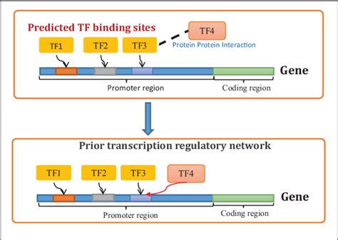 Figure 1 From A Bayesian Framework That Integrates Heterogeneous Data For Inferring Gene