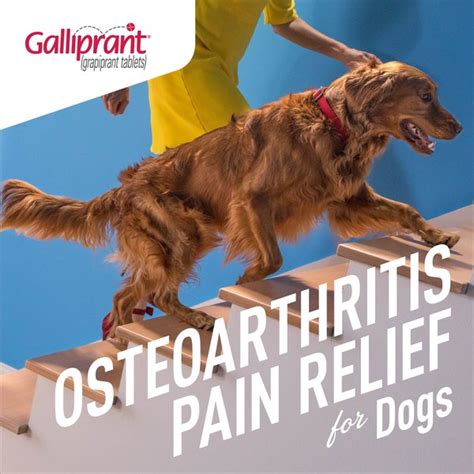Galliprant Grapiprant Tablets For Dogs 100 Mg 60 Tablets