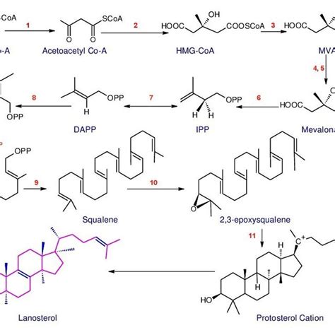 Pdf A Review Of Ganoderma Triterpenoids And Their Bioactivities