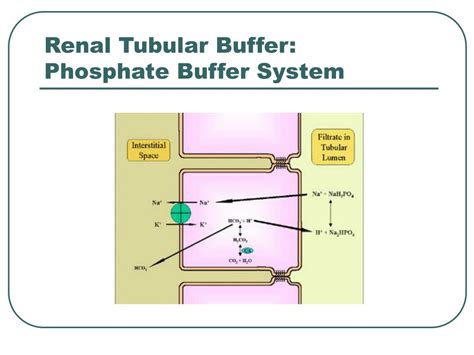 Ppt Acid Base Electrolytes Powerpoint Presentation Free Download