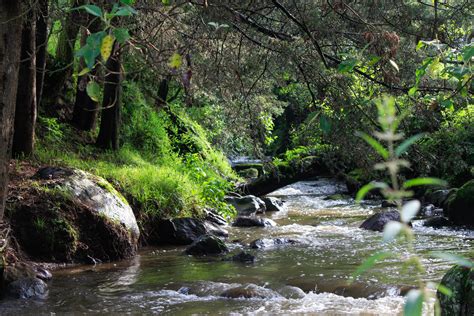 무료 이미지 멕시코 하천의 하천 지형 분기 자연 경관 육상 식물 봄 나무 은행 수변 지역 Groundcover 경치 잔디 산 강 아로요 흐름