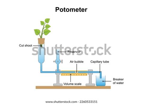 Scientific Designing Potometer Transpirometer Vector Illustration Stock